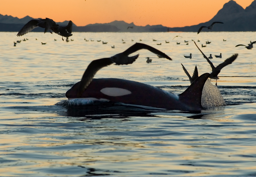 Der Schwertwal (Orcinus orca)