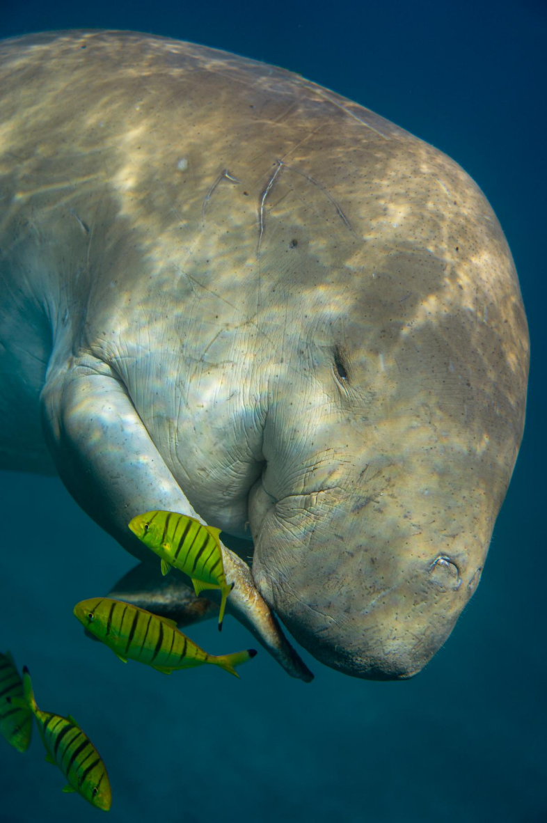 Il Dugongo (Dugong dugon)