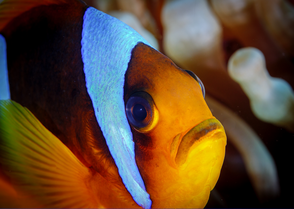 Ras Mohamed National Park