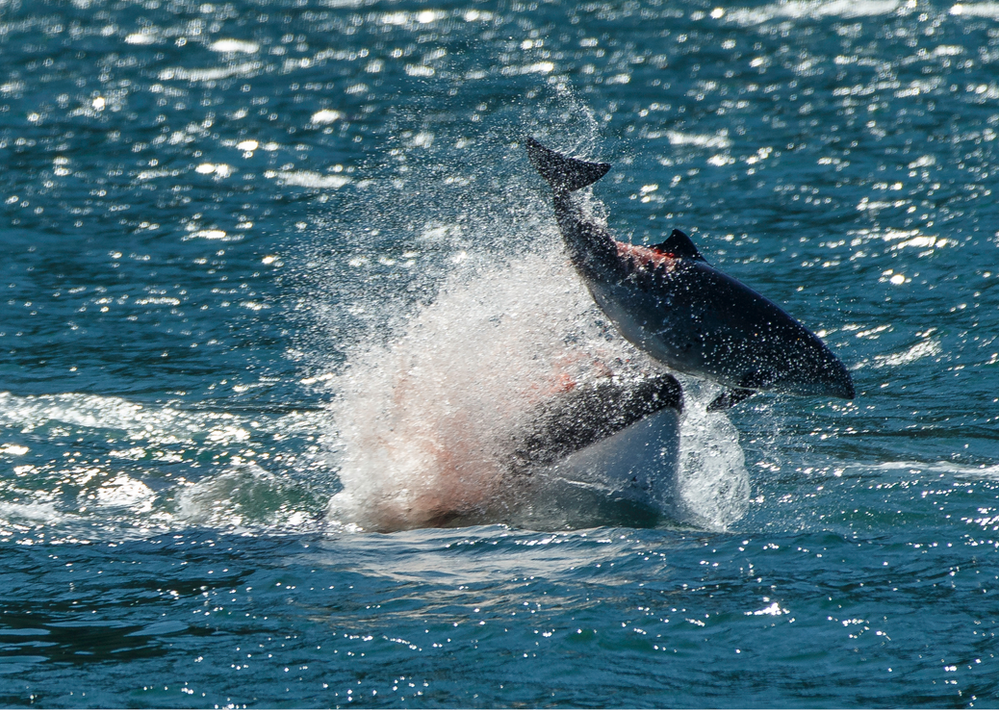 Der Schwertwal (Orcinus orca)