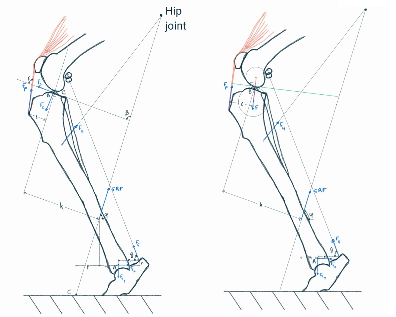 Joint reaction force – An introduction using the TPLO paradigm.