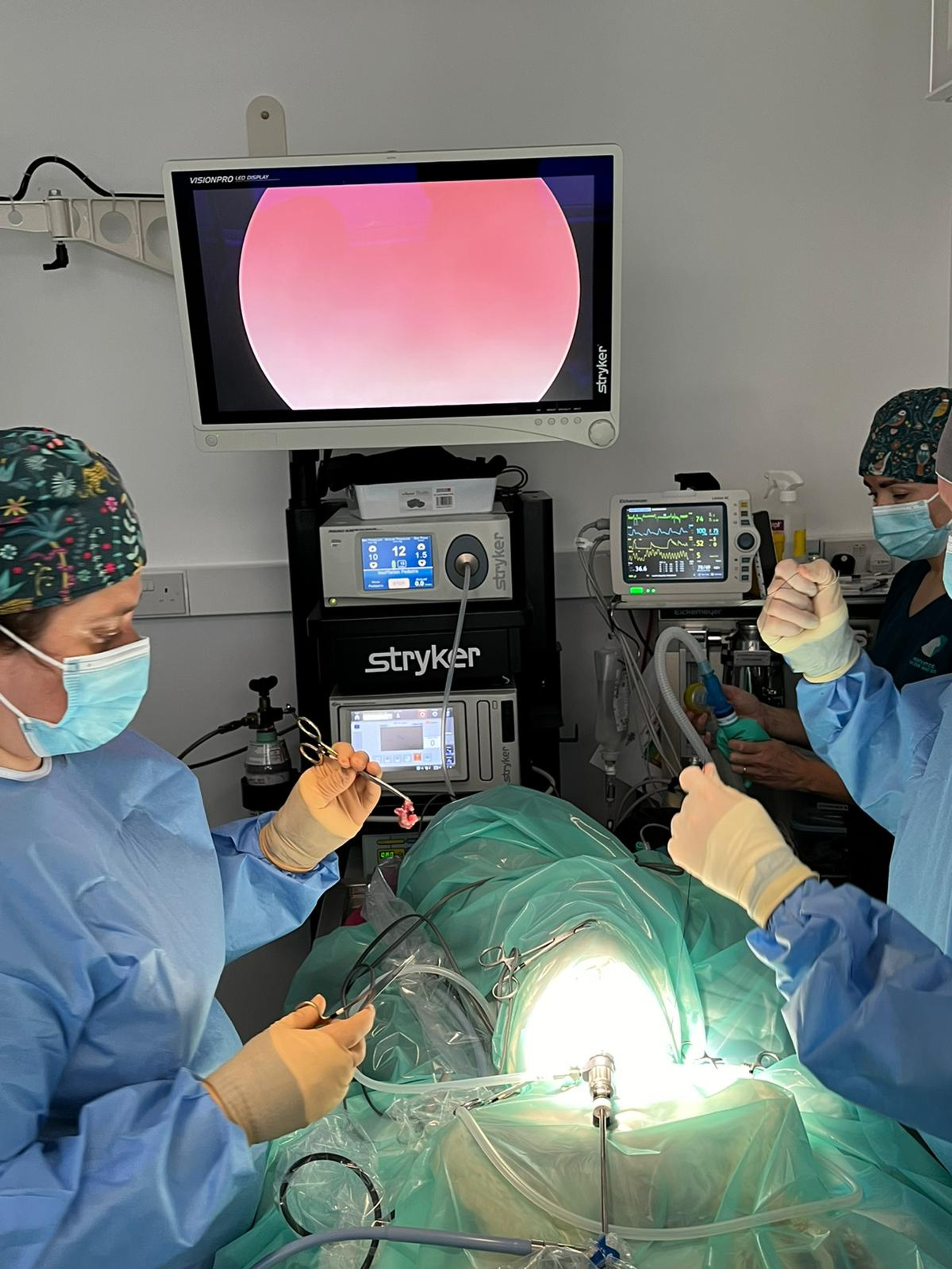 "Is Laparoscopy Neutering the Best Option for Your Pet? A Guide to ...