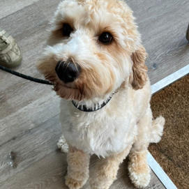 Pawvet clinic | veterinary hospital near me | 65 Colney Hatch Lane ...