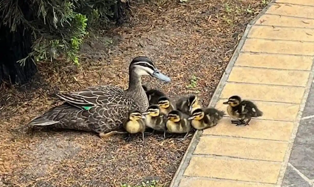 My life and death hike through busy Melbourne to help a duck march her ...