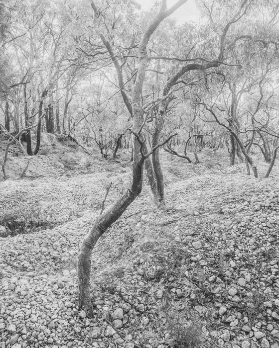 As if the God's were made of dust | Angus Scott