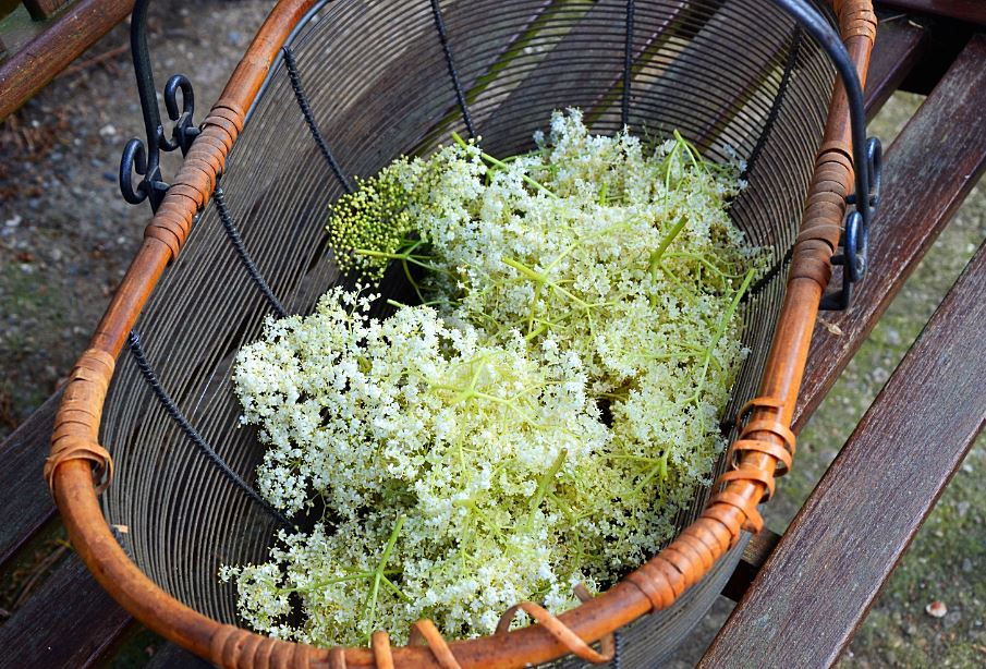 Vinaigre violat, le vinaigre aromatisé aux fleurs de violette