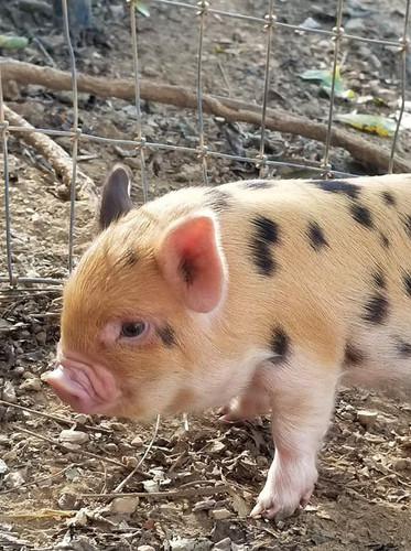 Right Ear Spotted, Right Cheek Spotted Ginger Female Piglet | mysite