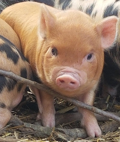 Solid, Very Few Light Spots, Ginger Male Piglet | mysite