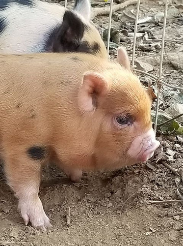 Mostly Solid, Few Spots Ginger Male Piglet | mysite