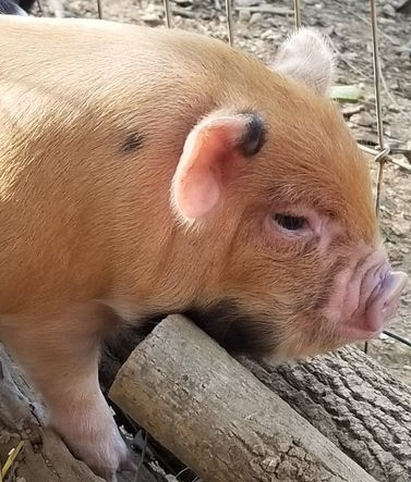 Right Ear Spotted, Right Jaw Spotted Ginger Male Piglet | mysite