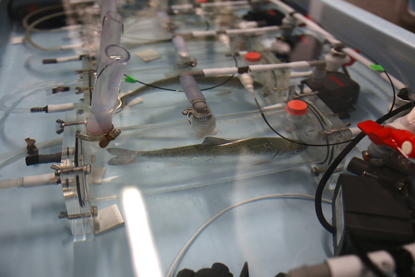 Cardiorespiratory Physiology | Yangfan Zhang | British Columbia