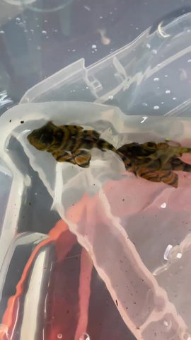 4 X L397 Plecos for sale | Potomac Valley Aquar