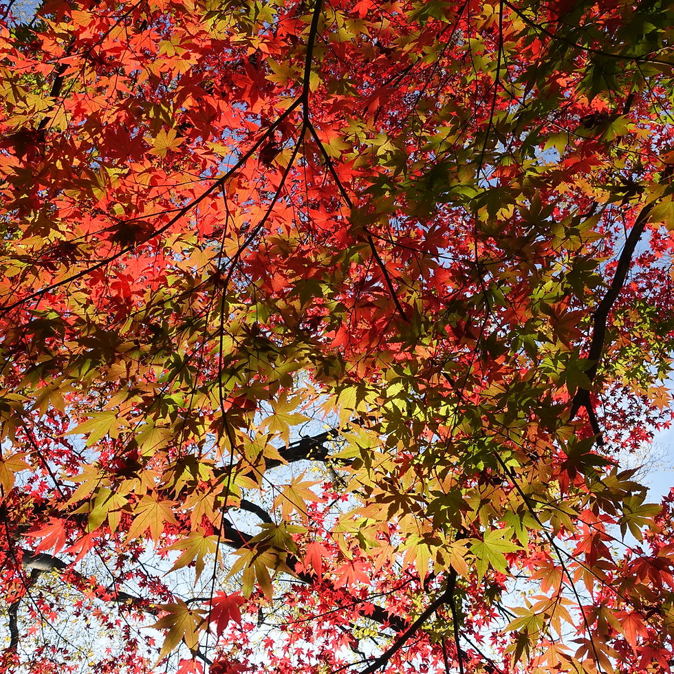 The Fall Leaves Season Begins in Nikko, with Tokyo Expected to Follow ...