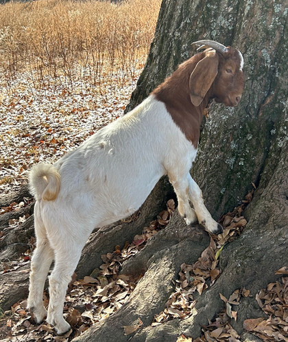 Breeder Goat | Torain Farms