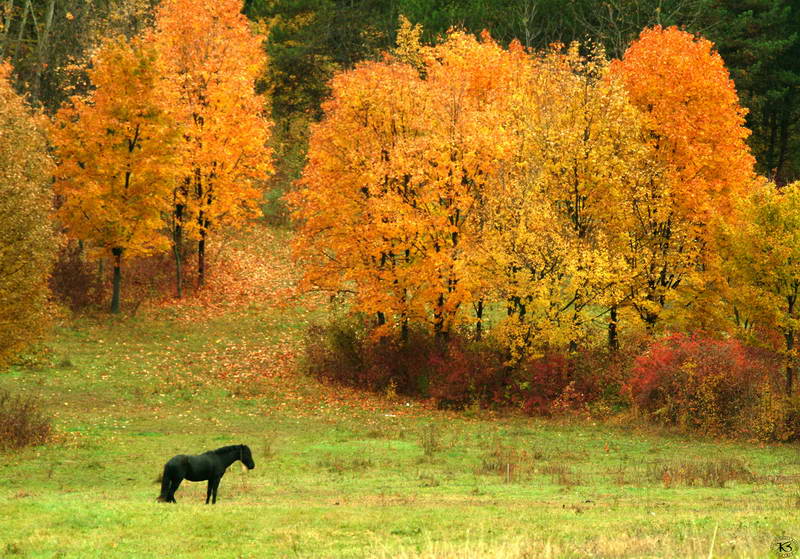 Rezervatia Naturala "Codrii Moldovei" | moldovean