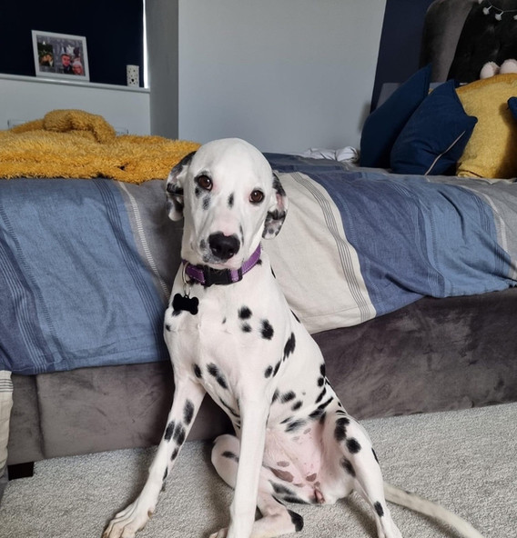 Dalsano | A Litter | All Grown Up