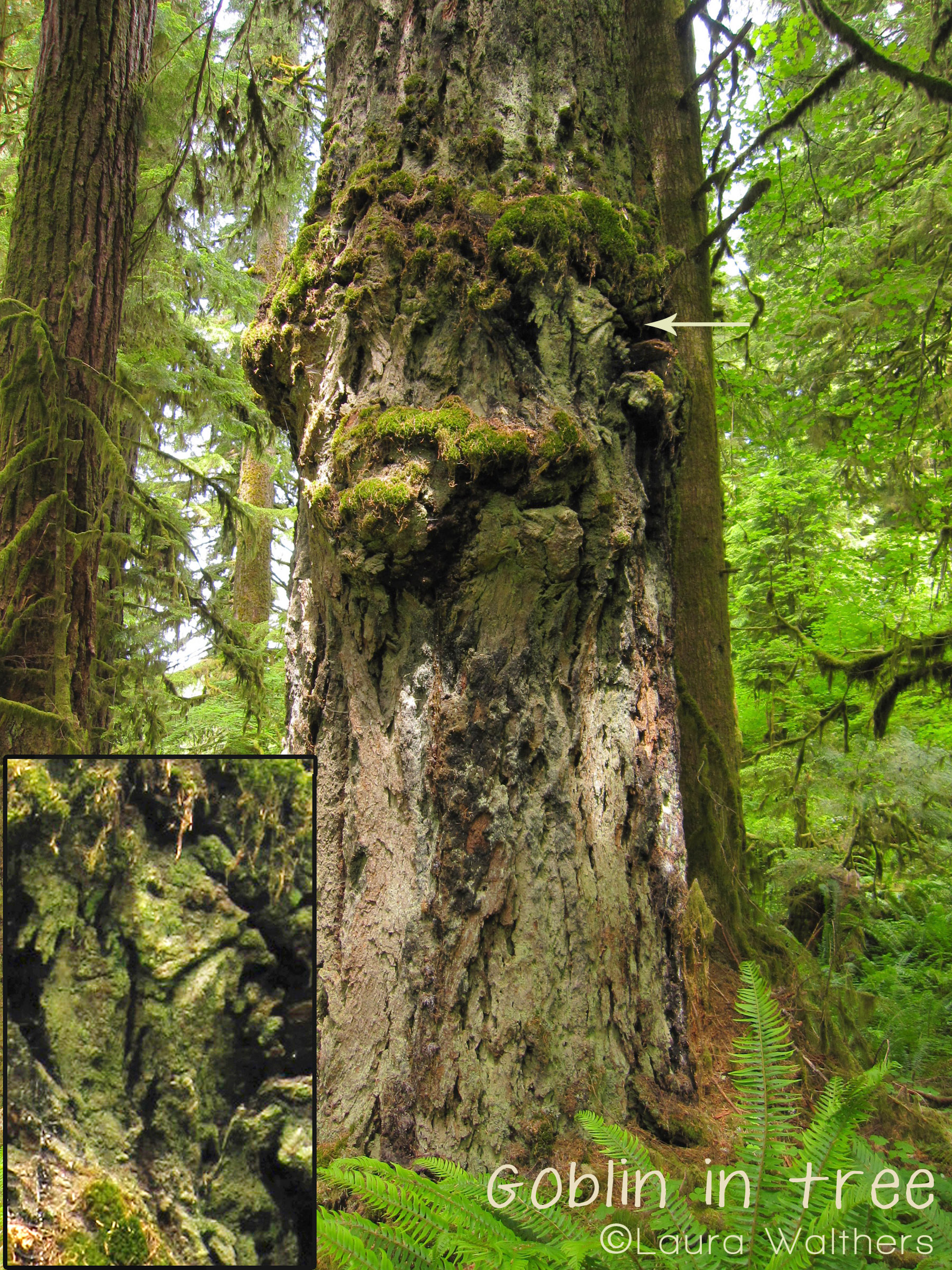 Goblin Up In Tree! | Being Enchanted