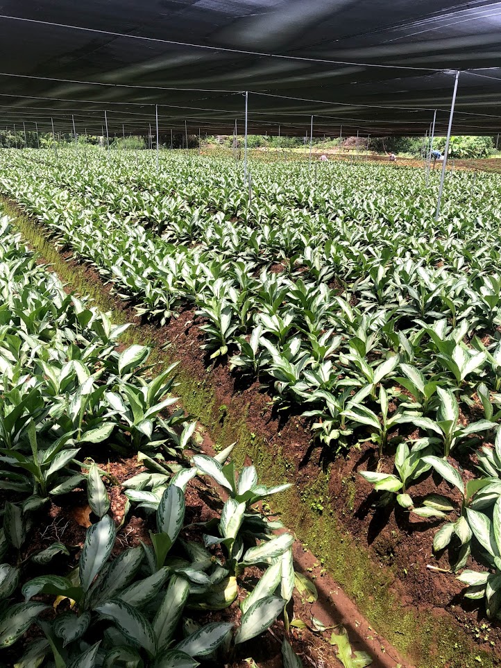 Plants | Houseplant Broker | Primaflora International L.P. | United St