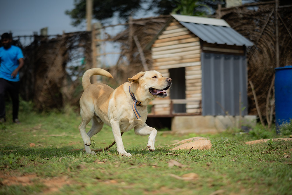 A Day in the Life at Jeeva Park: Uncovering the Unknown Charm of Pet ...