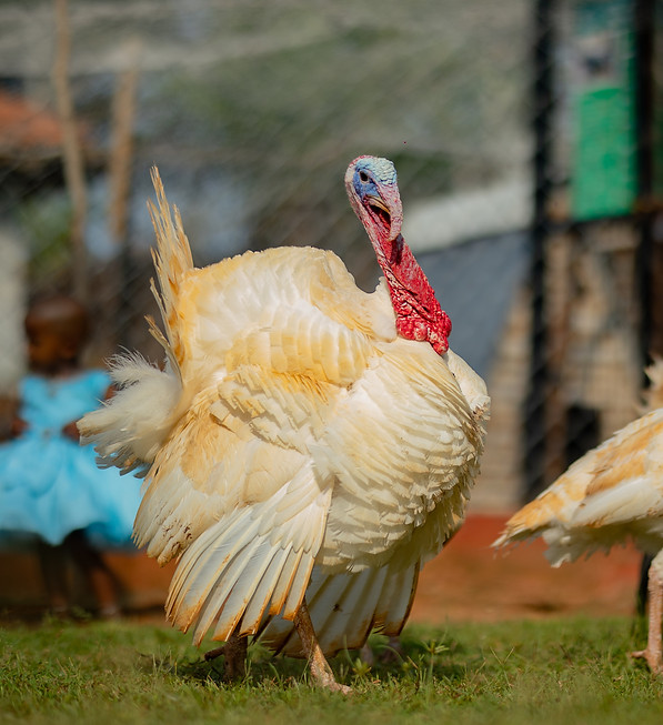 Jeeva Park | Pet farm near Bengaluru | Jeeva Park, Mayasandra ...