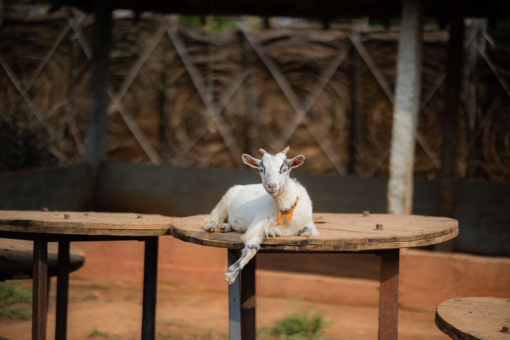 What Every Traveler Should Know About Pet First Aid: Insights from ...