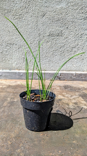 Common Chives, Organic Heirloom | DAWN'S HARVEST