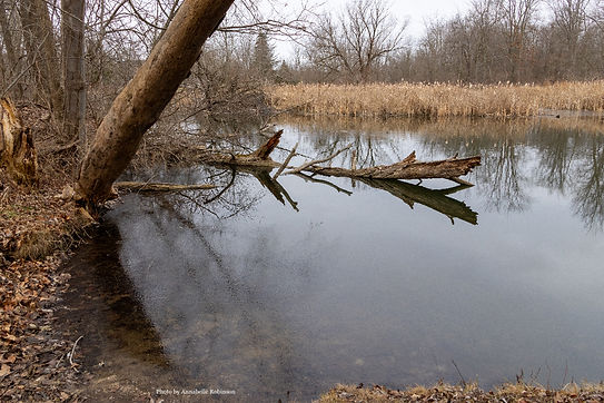 River Raisin Watershed Report Card