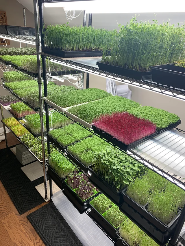 Fry Farms | Microgreen | Johns Island, South Carolina, USA