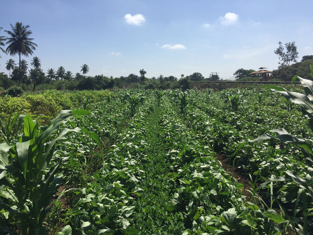 Farming & More | Kashi Farms