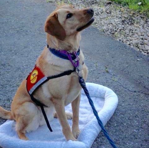 Service Dog Tutor | Northern California | Service Dog Tutor