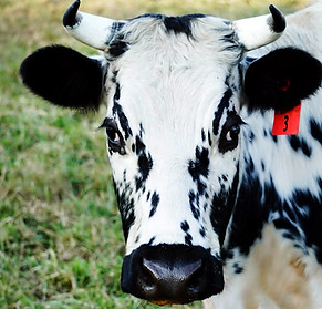 RARE BREED COWS | Story Hill Farm