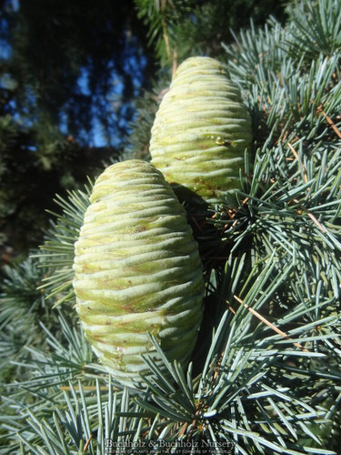 Blue Angel Pine Japanese White Pine Base Size 1 Quart Air Pot ...