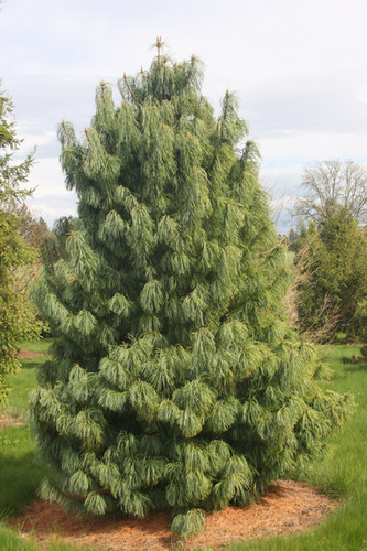 Oculus Draconis Pine Dragon Eye Korean Pine Base Size 1 Quart AirPot ...