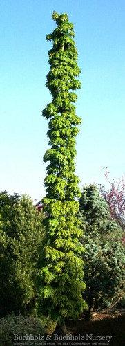 Monumentale Maple Columnar Sugar Maple Base Size 1 Gallon Air Pot ...