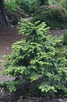 Bergman's Heli Hemlock Canadien Hemlock Base Size 1 Quart Air Pot ...