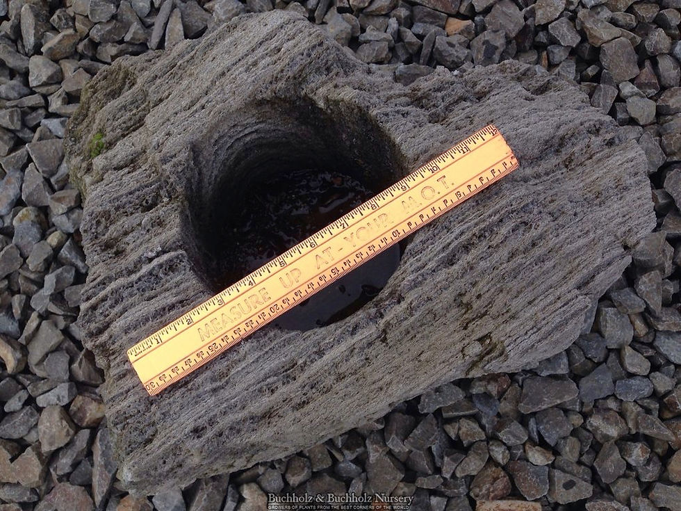 Spring Ghost Interm Colorado Spruce Base Size 1 Quart | Eternity Road