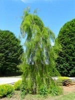 Falling Waters Cypress Weeping Bald Cypress Base Size 1 Quart Air Pot ...