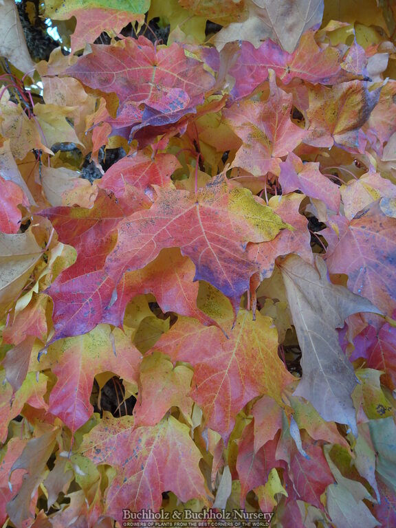 Monumentale Maple Columnar Sugar Maple Base Size 1 Gallon Air Pot ...