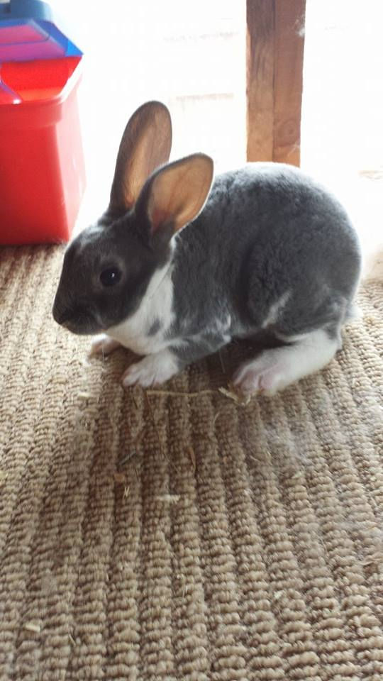 Mini Rex Colour Guide | kangens-crew-minirex