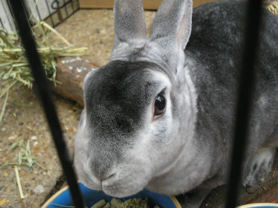 Mini Rex Colour Guide | kangens-crew-minirex