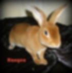 Mini Rex Colour Guide | kangens-crew-minirex