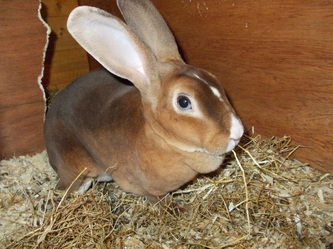 Mini Rex Colour Guide | kangens-crew-minirex