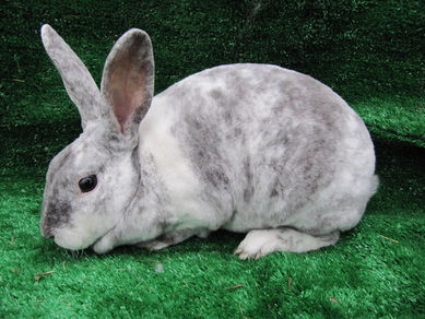 Mini Rex Colour Guide | kangens-crew-minirex