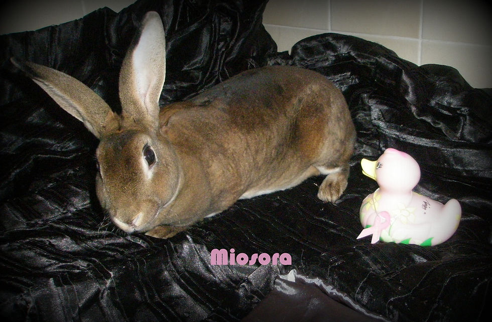 Mini Rex Colour Guide | kangens-crew-minirex