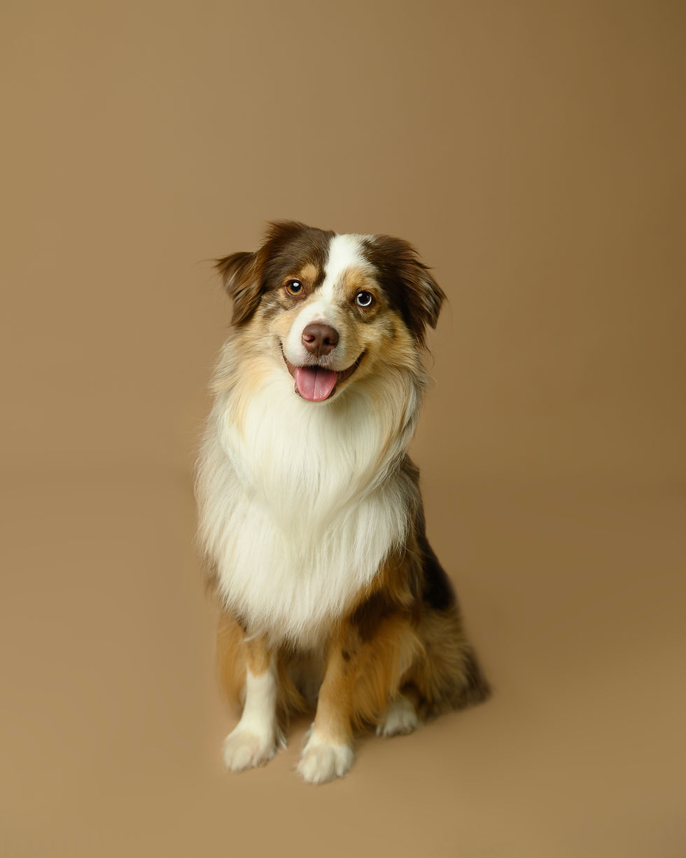 Home | Dogma Dog Training | Distrito Nacional