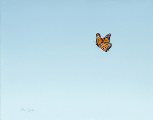 Butterfly | Matthew Rucker