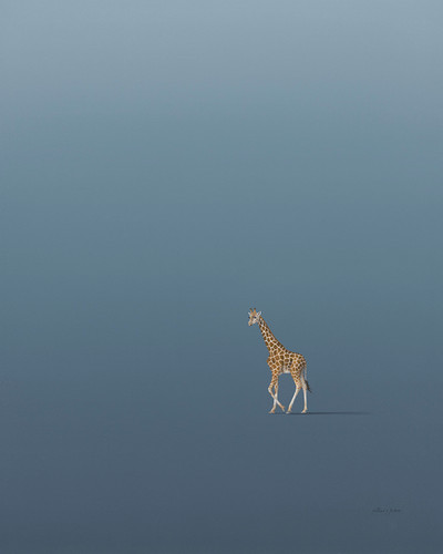 Naivasha | Matthew Rucker