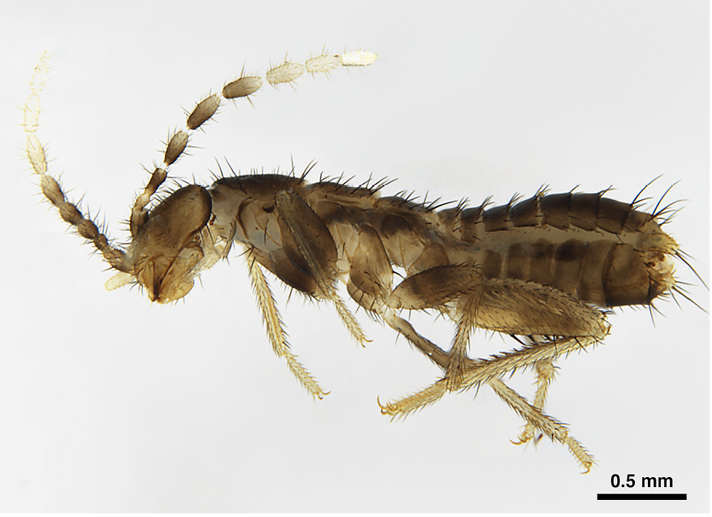 July 2024 — New species of “Angel Insect” @MPNR