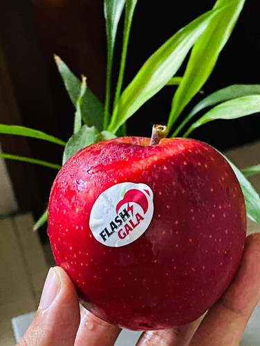 SA Flash Gala Apple(kg) | BombayFarmingCo Hyd