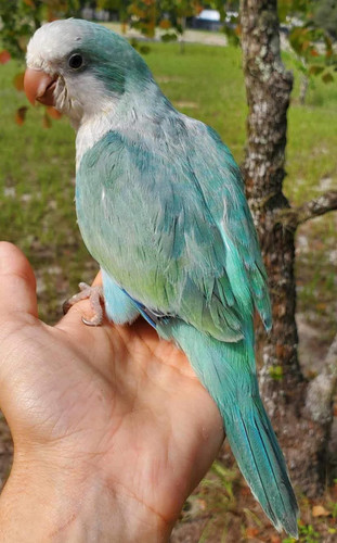 Hand-fed Turquoise Opaline Quaker | Birdie Bird Aviary